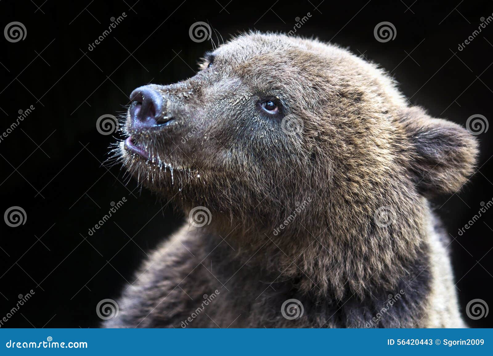 Young bear face stock image. Image of wildlife, predator - 56420443
