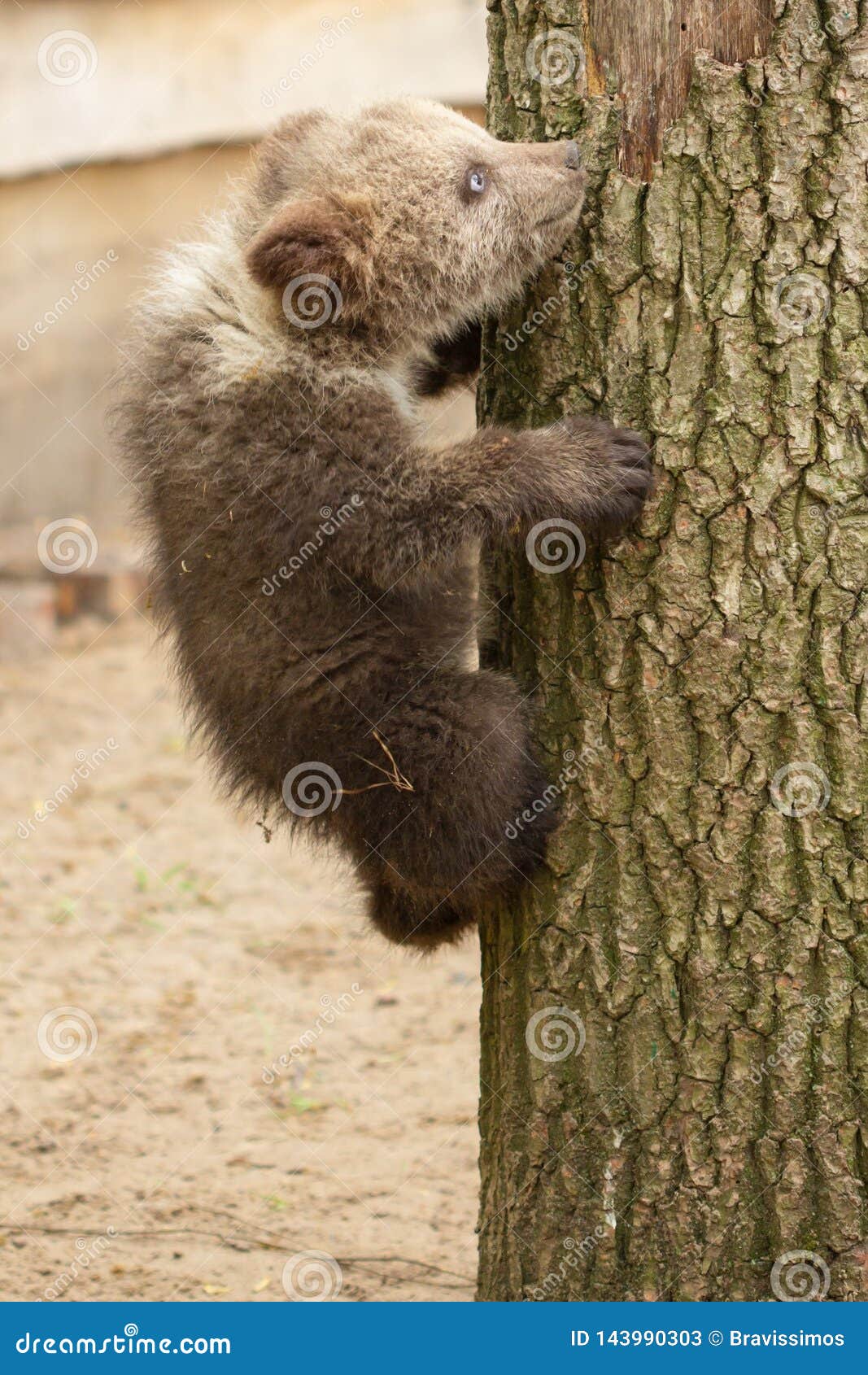 Young Bear in Forest on Tree, Wildlife Park, American Stock Image ...