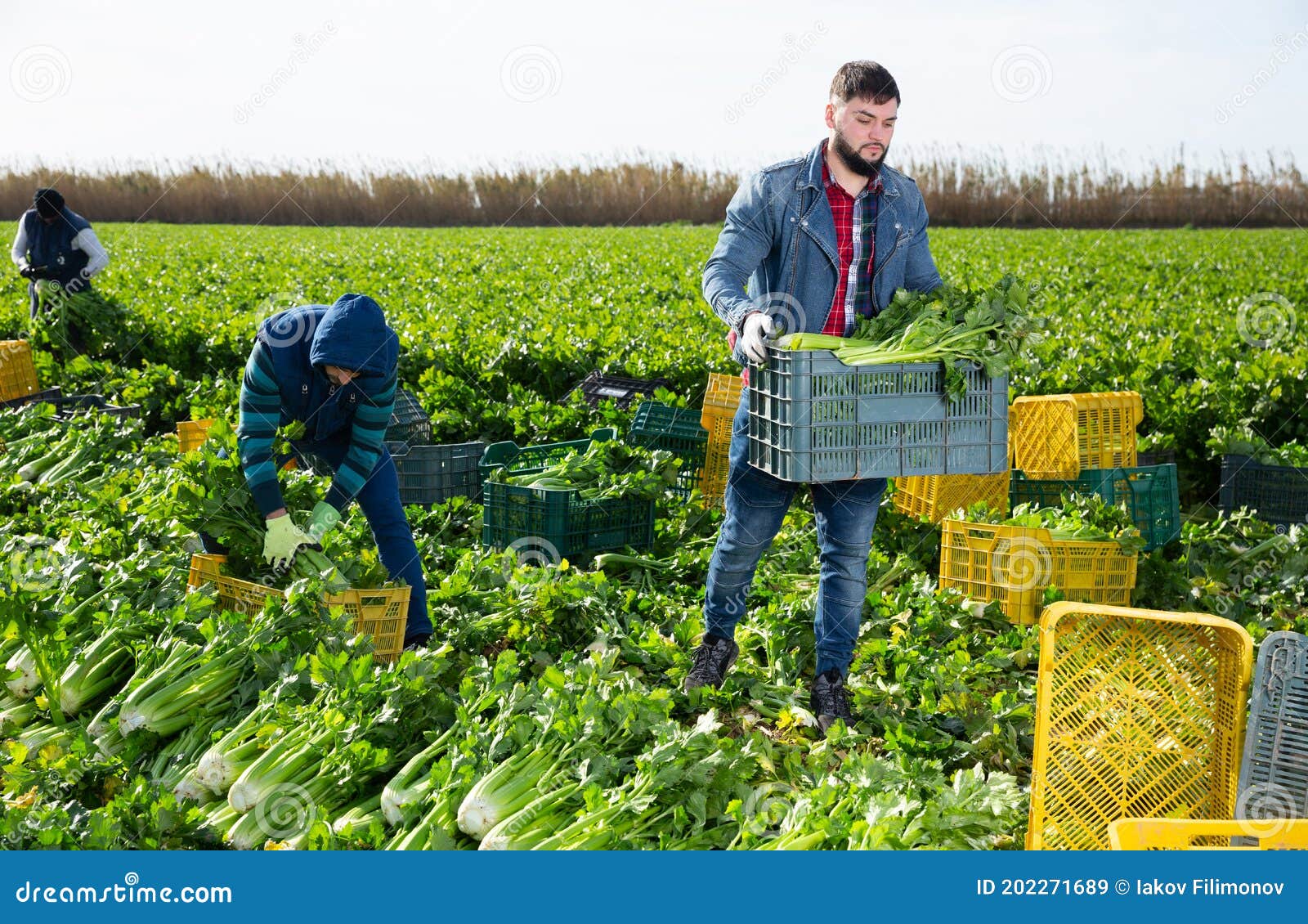 Young Worker Carrying Crates with Harvested Celery Stock Image - Image ... Young Worker Carrying Crates with Harvested Celery Stock Image - Image ...