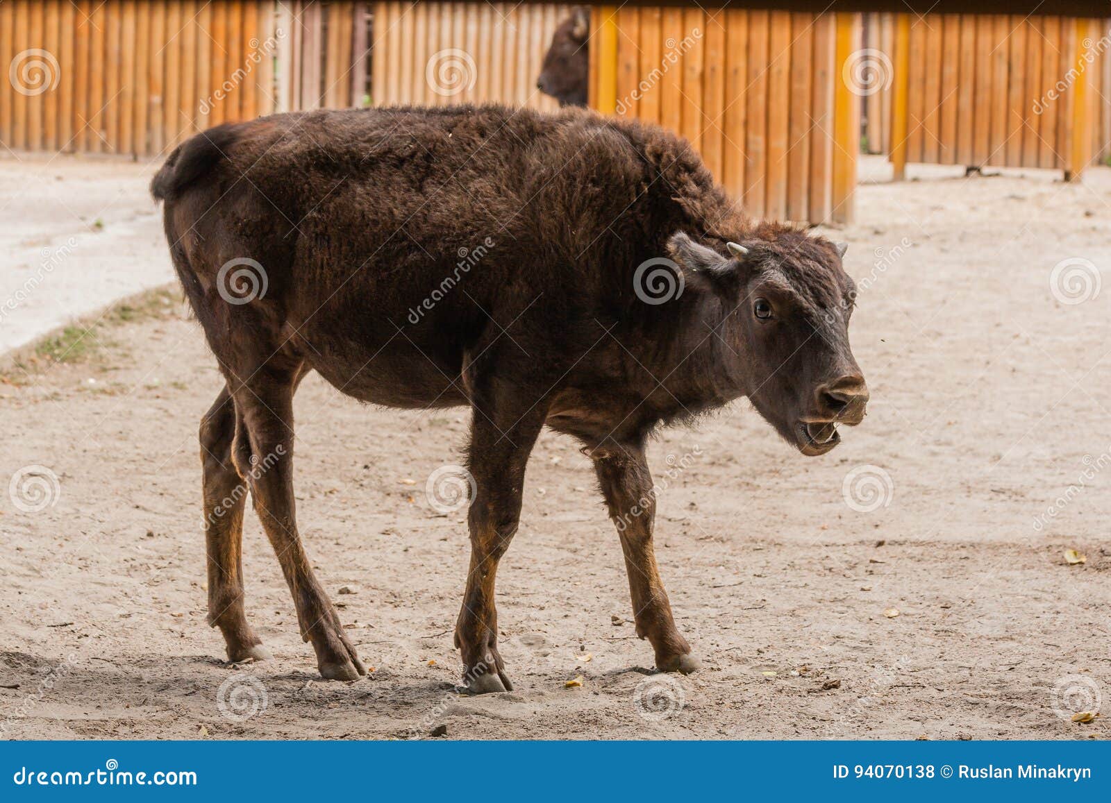 Young beautiful bison stock photo. Image of forest, park - 94070138