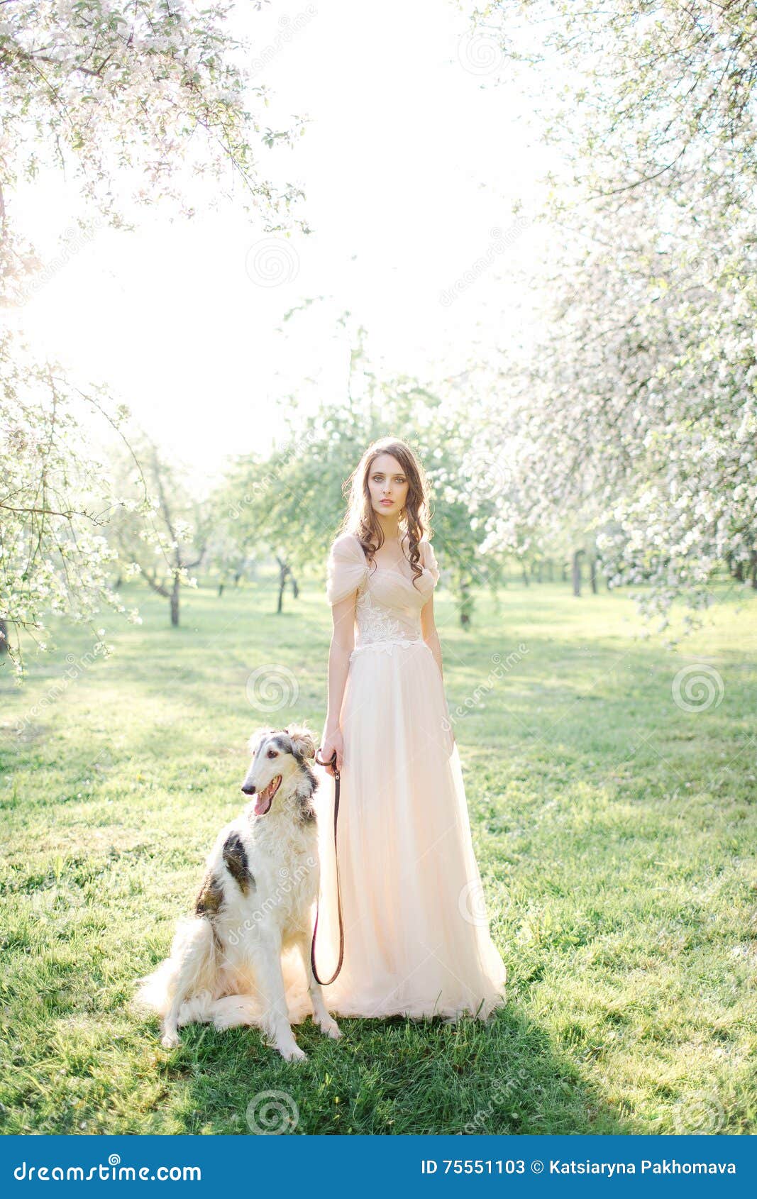Young Beautiful Bride in Wedding Dress with Greyhound Outdoors Stock ...