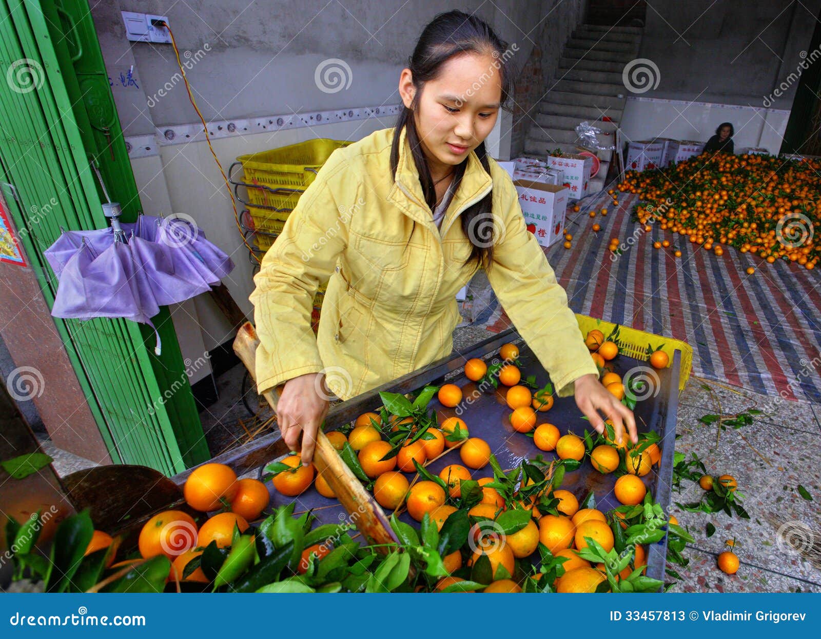 Young, Beautiful Chinese Woman Working on the Line Sorting Oranges ... Young, Beautiful Chinese Woman Working on the Line Sorting Oranges ...