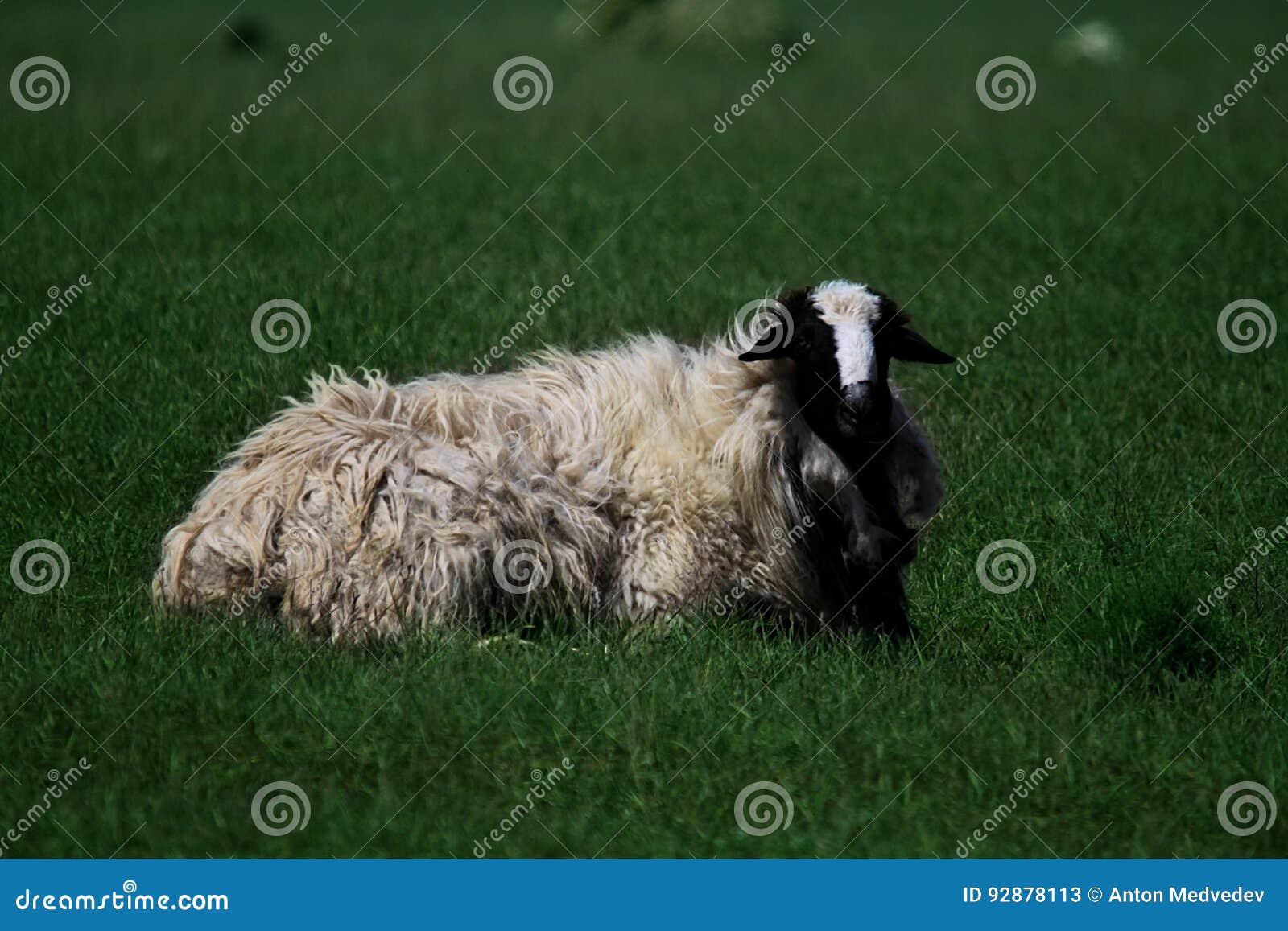 Young and Beautiful Sheep with a Lot of Wool Lying on the Meadow Stock ...