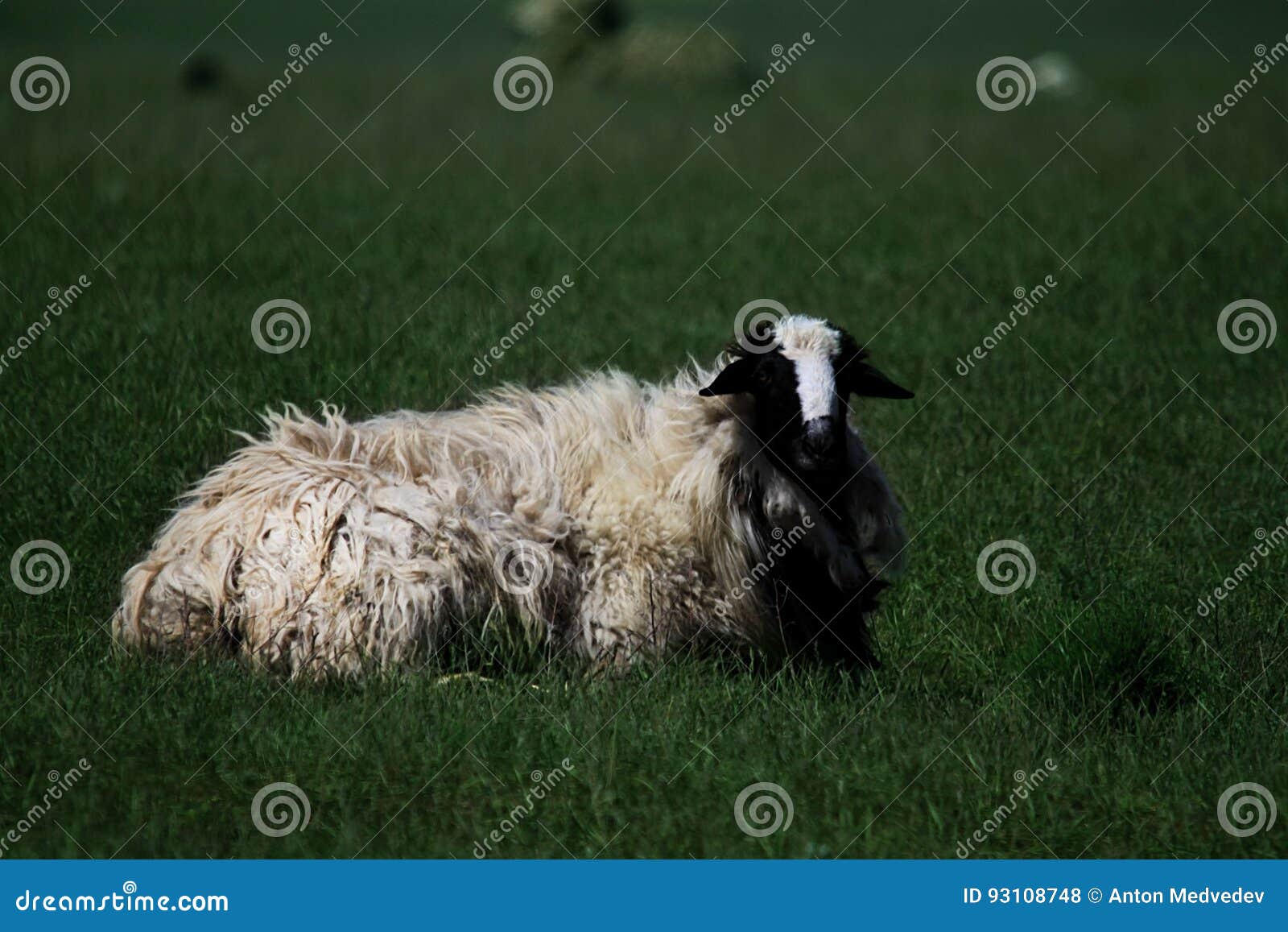 Young and Beautiful Sheep with a Lot of Wool Lying on the Meadow Stock ...