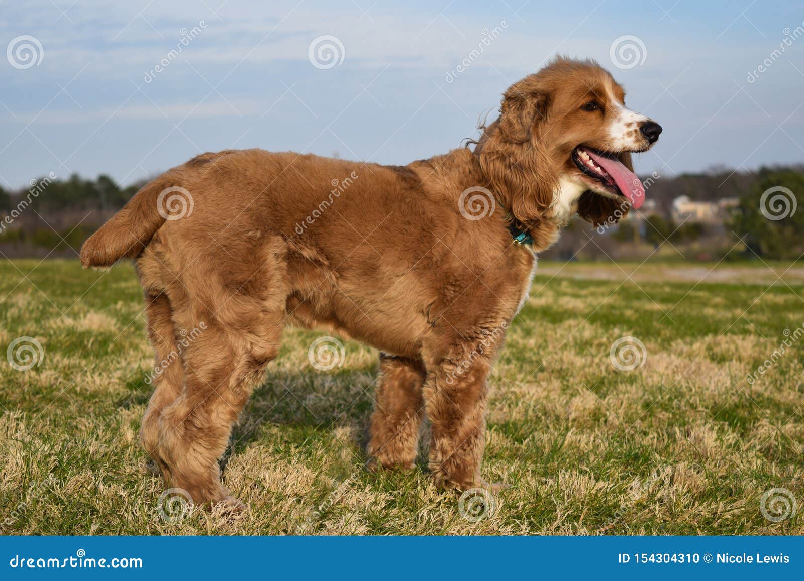 Cockapoo Relaxing at a Park Stock Photo - Image of soft, cloudy: 154304310