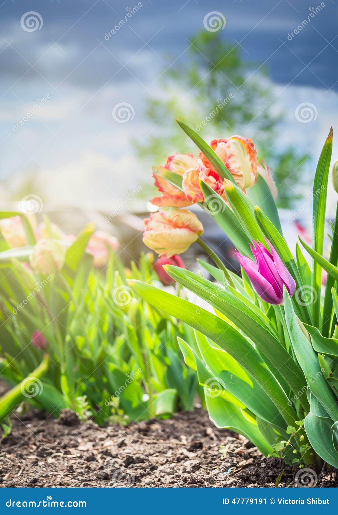 Young Beautiful Tulips on Bed in Early Spring Stock Image - Image of ...
