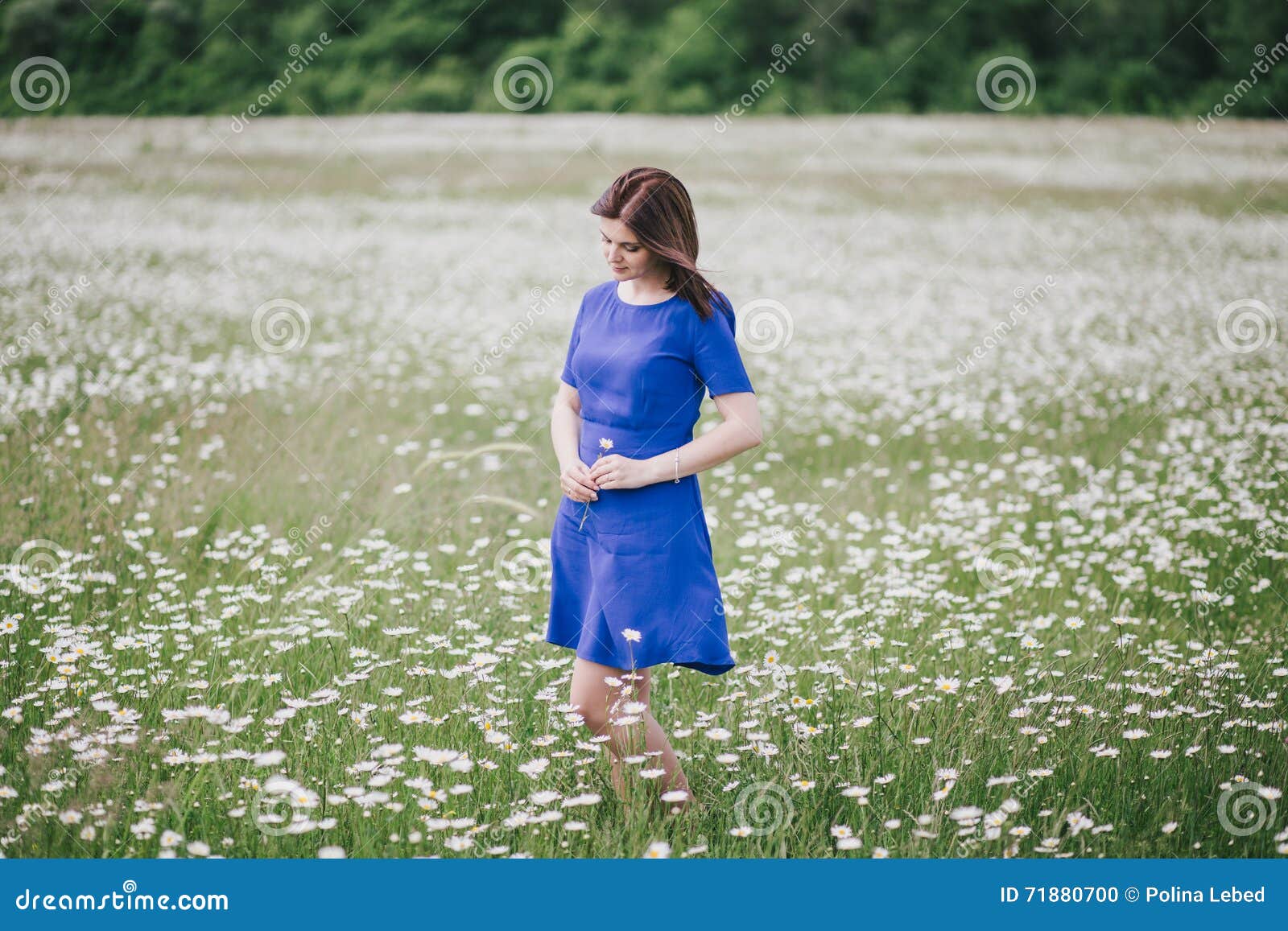 Young Beautiful Woman In A Blue Dress Enjoying Chamomile Field Among