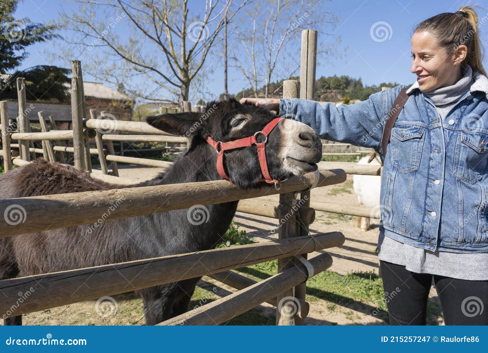 Young Beautiful Woman with a Donkey in a Farm Stock Image - Image of ...