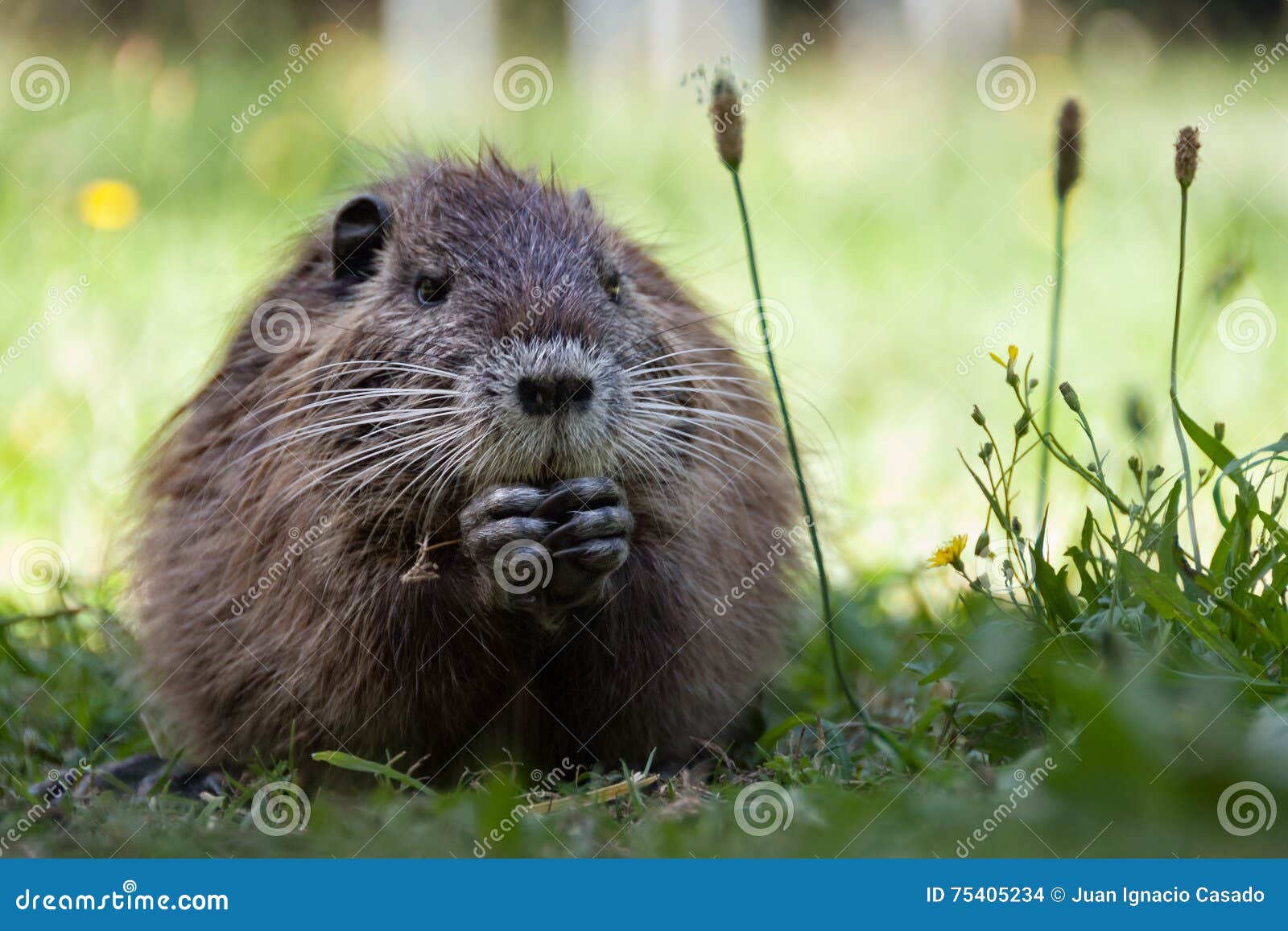 Young beaver stock photo. Image of semiaquatic, forest - 75405234