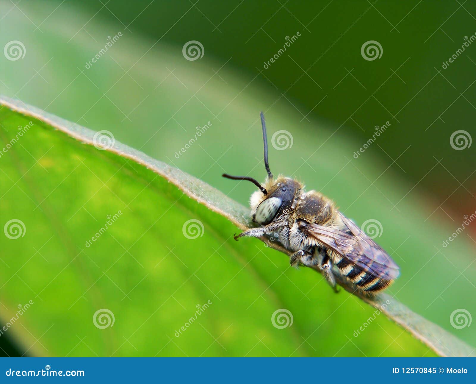 Young bee stock image. Image of green, head, brown, leaf - 12570845