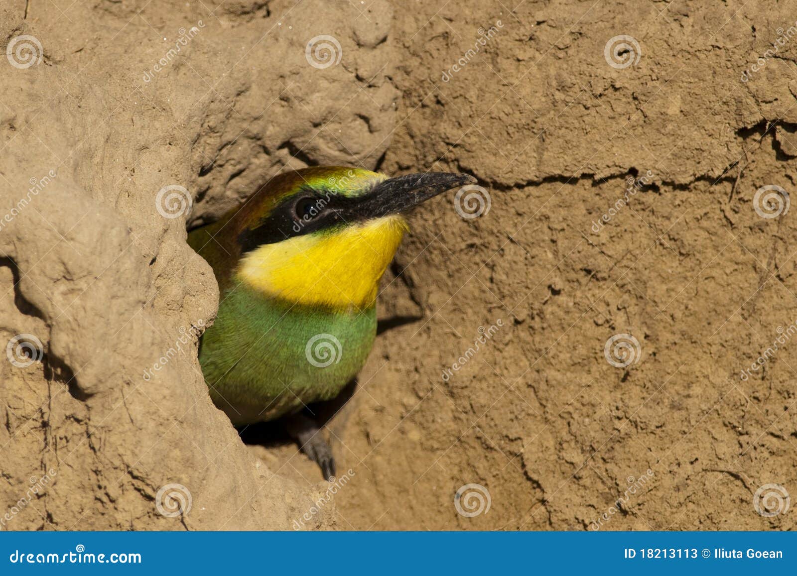 Young Bee Eater in Nest stock image. Image of bird, home - 18213113