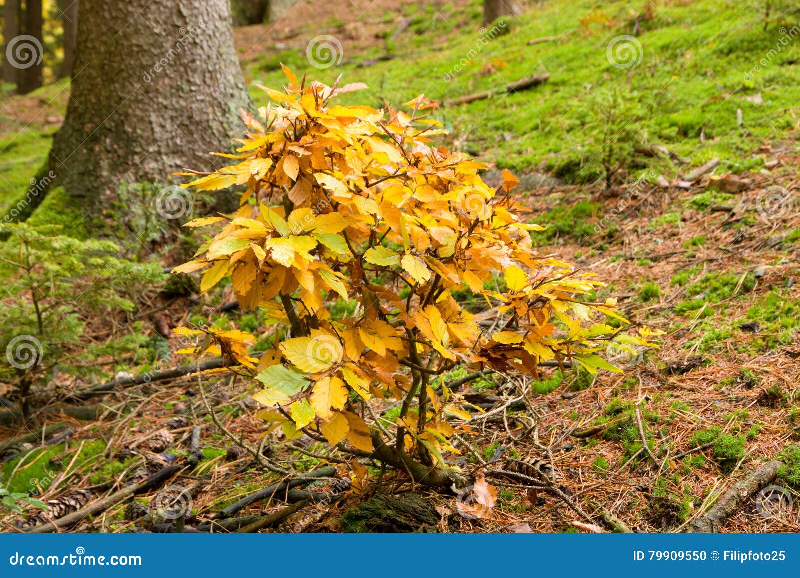 Young beech in autumn stock photo. Image of branch, landscape - 79909550