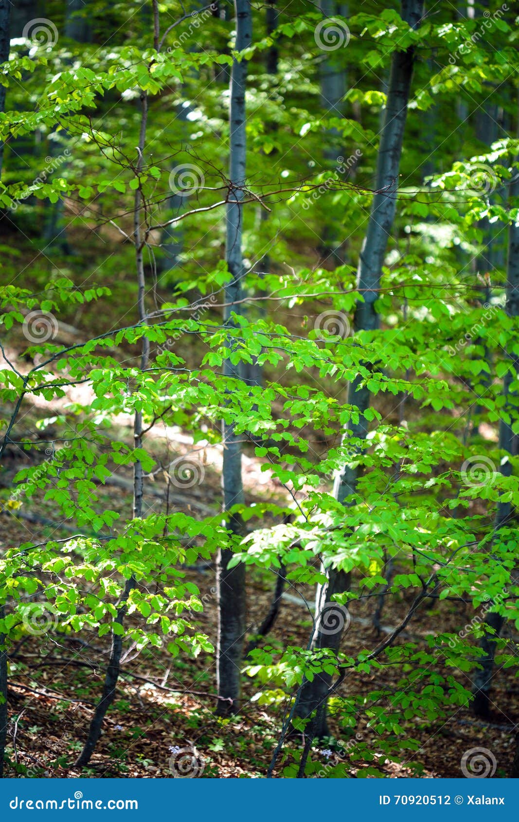 Young beech forest stock photo. Image of relax, natural - 70920512