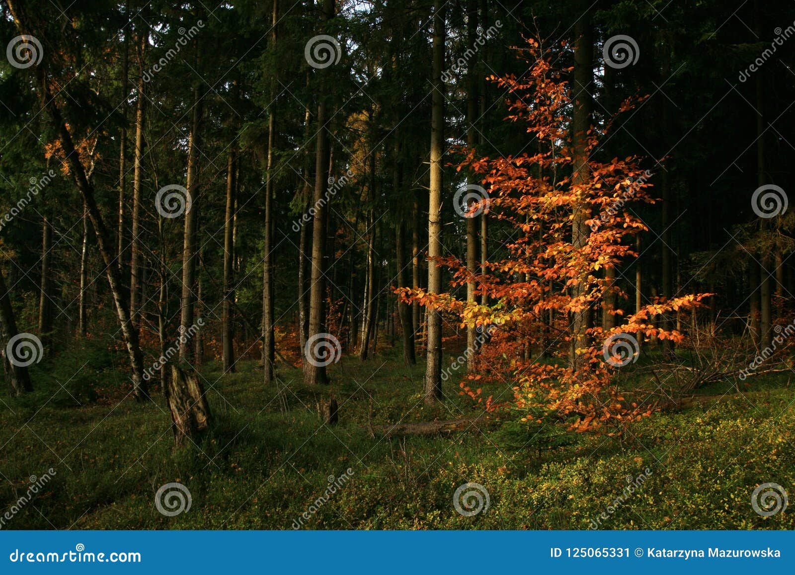Young Beech Illuminated by the Rays of the Rising Sun. Stock Image ...