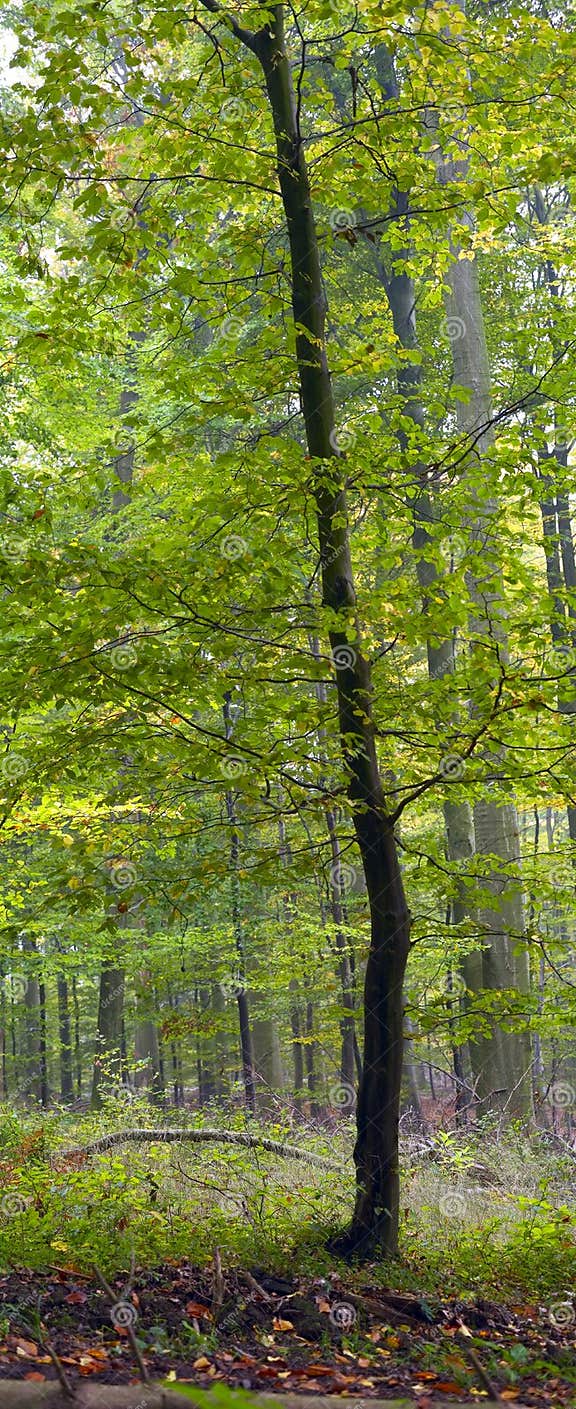 Young beech tree stock image. Image of green, thicket - 27367719