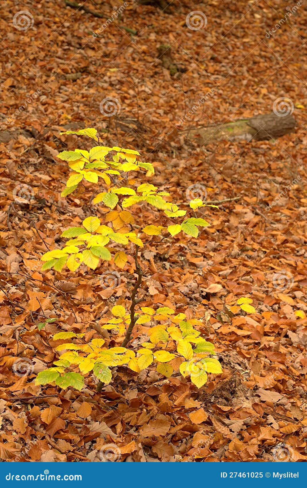 Young Beech Illuminated By The Rays Of The Rising Sun. Stock Photo ...