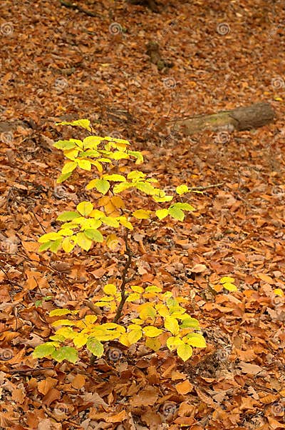 Young beech tree stock image. Image of leaf, beech, outdoors - 27461025