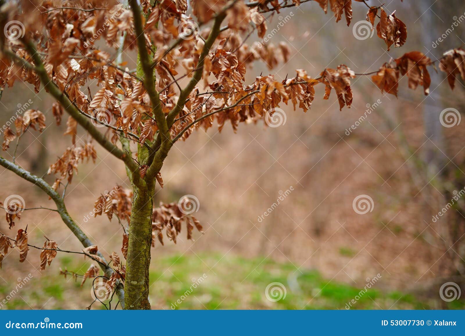 Young Beech Tree with Dead Leaves Stock Photo - Image of background ...