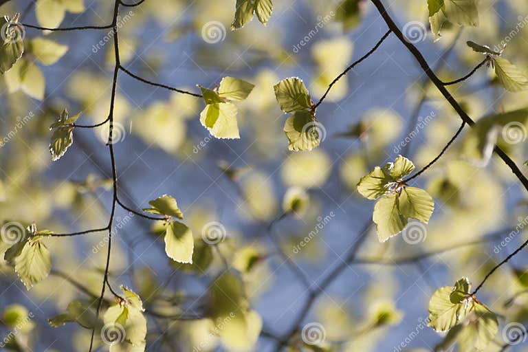 Young beech tree leaves stock image. Image of candid - 54654255