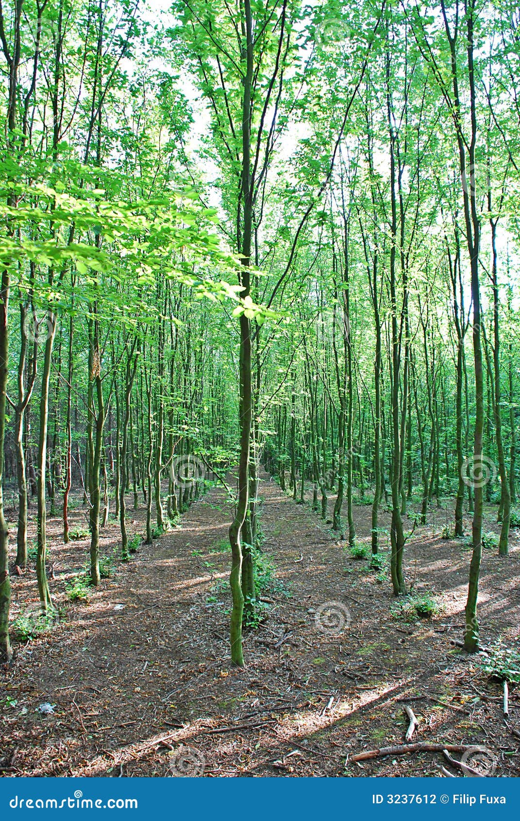 Young beech trees stock photo. Image of woods, nature - 3237612