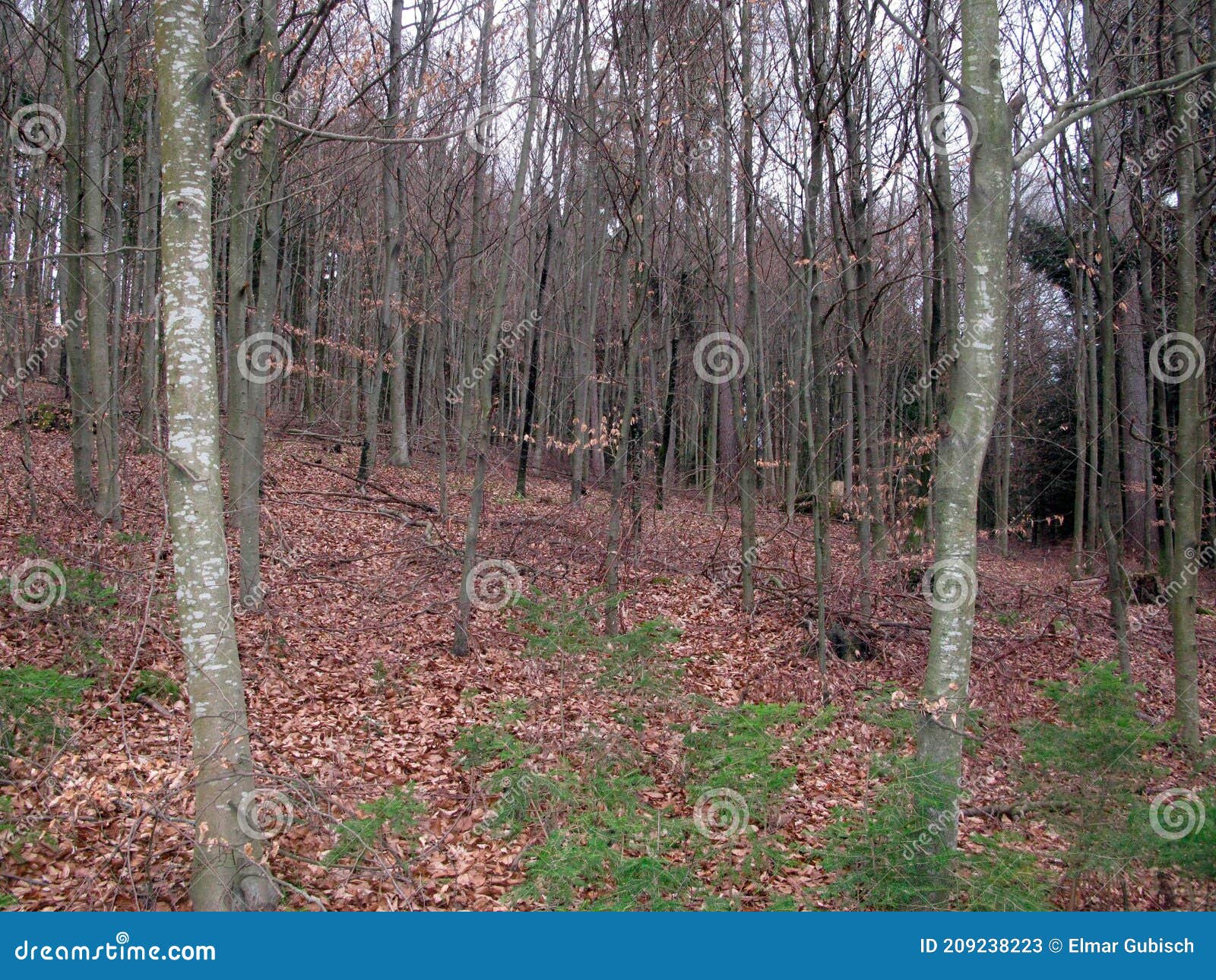Young Beech Trees in the Forest Stock Image - Image of standing, botany ...