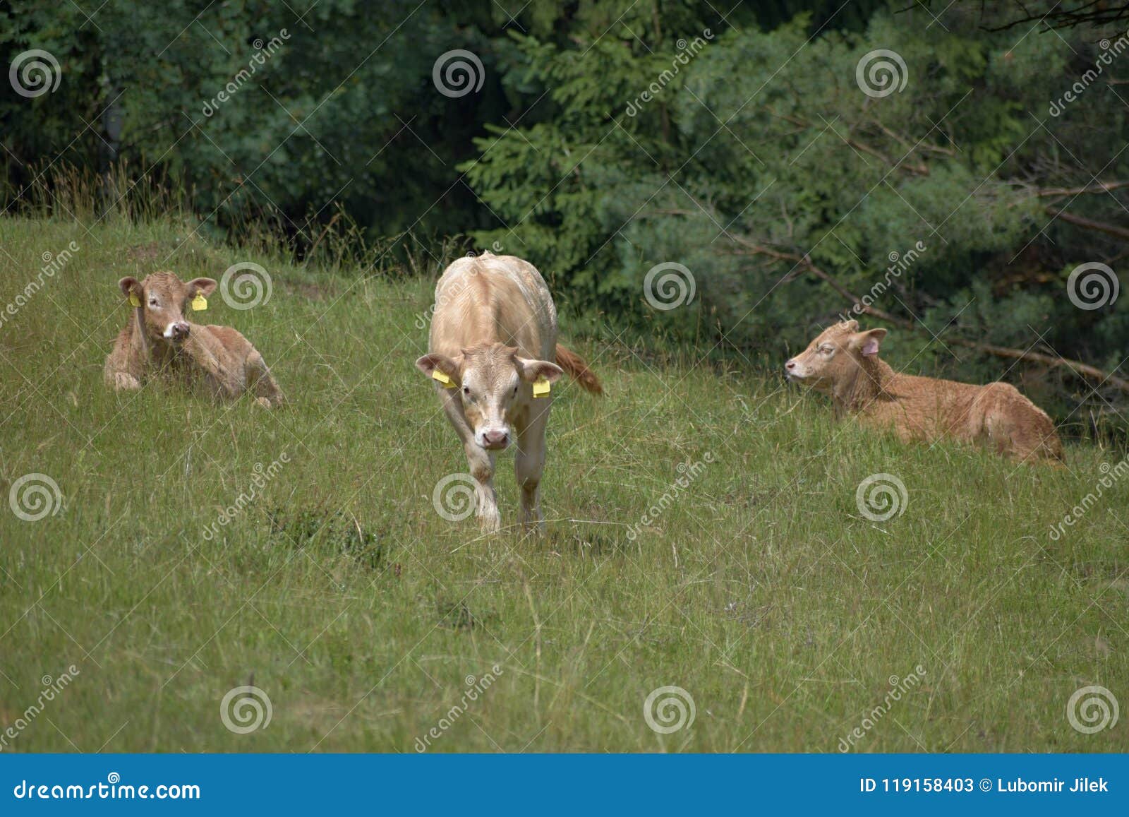 Young Beef Cattle on a Grassy Pasture. Stock Image - Image of farm ...