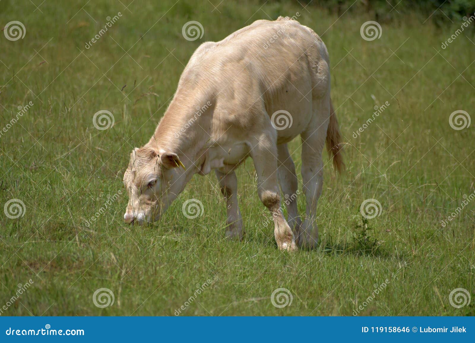 Young Beef Cattle On A Grassy Pasture. Stock Photography ...