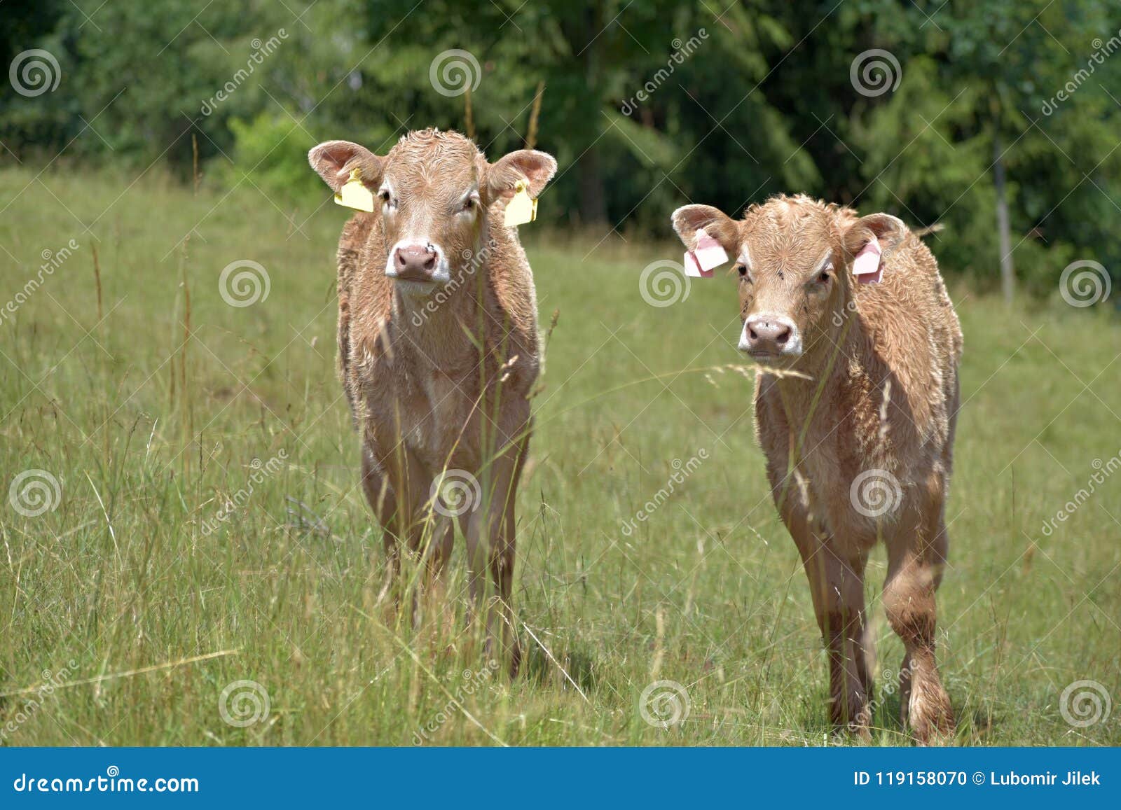 Young Beef Cattle on a Grassy Pasture. Stock Photo - Image of eating ...