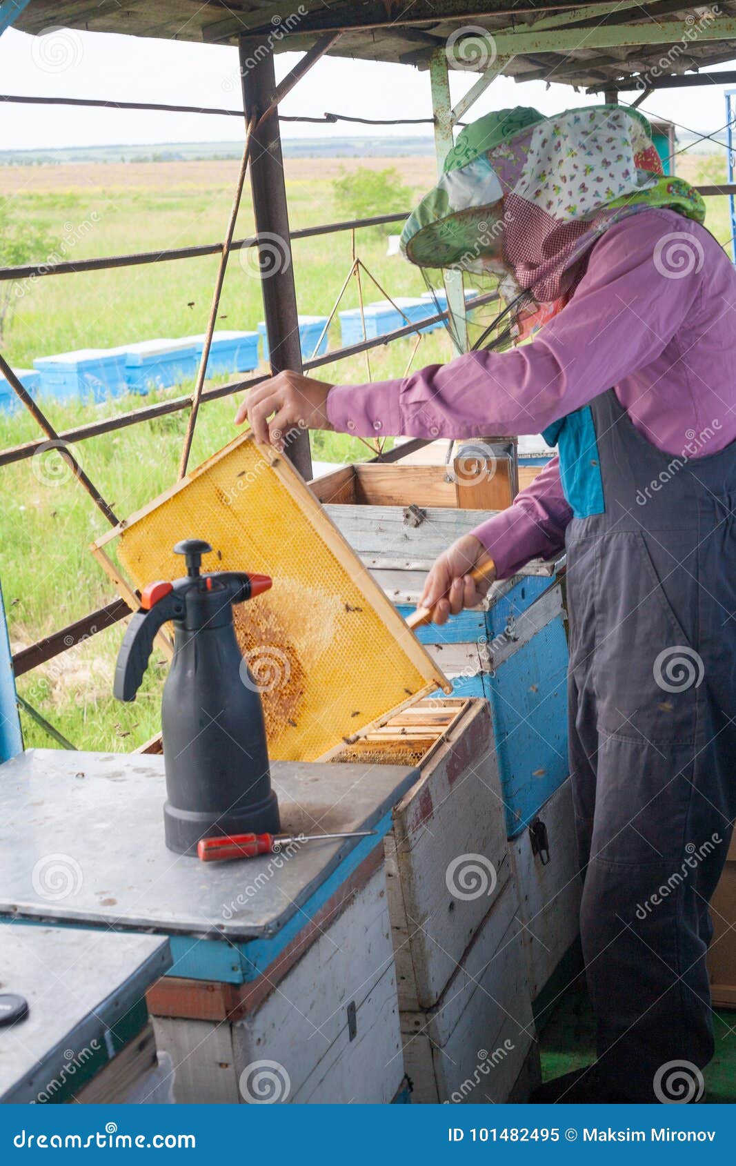 Beekeeper is Working with Bees and Beehives on the Apiary. Beekeeper on ...
