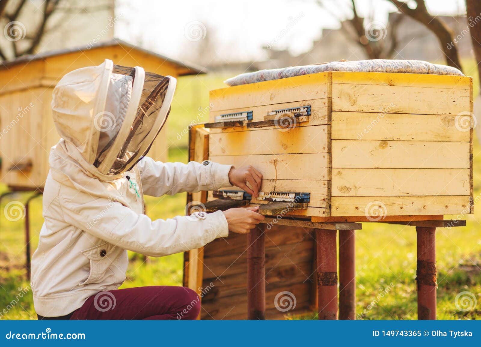 A Young Beekeeper Girl is Working with Bees and Beehives on the Apiary ...