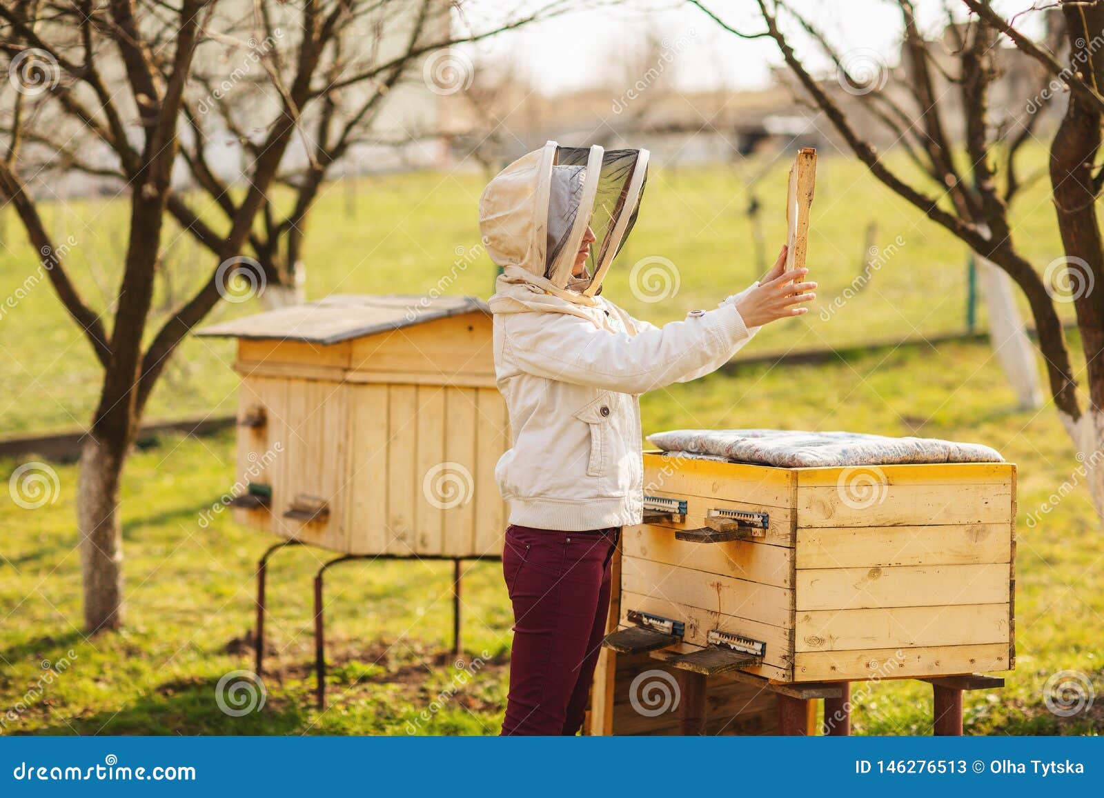 A Young Beekeeper Girl is Working with Bees and Inspecting Bee Hive ...