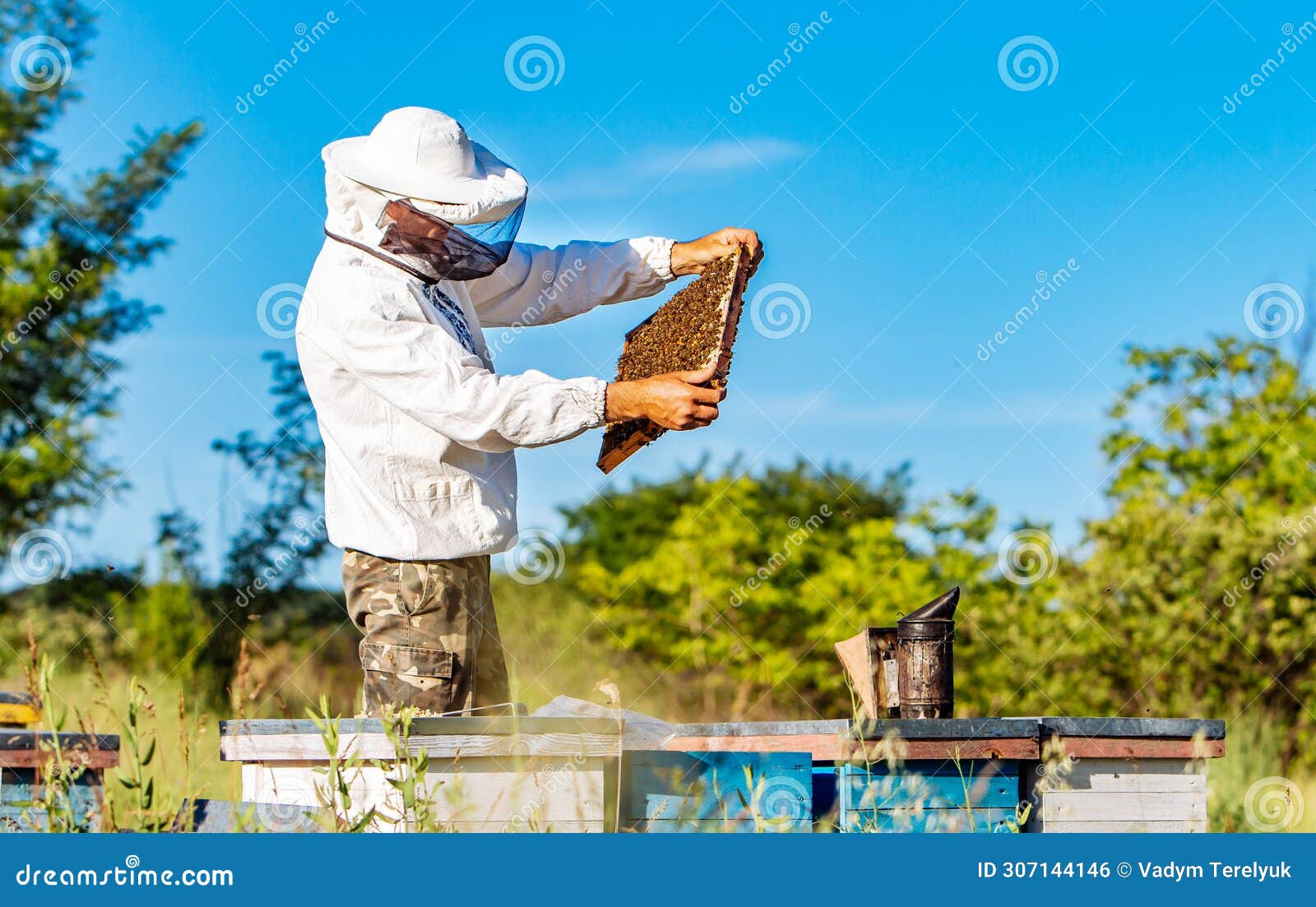 Young Beekeeper Working in the Apiary. Beekeeping Concept Stock Photo ...