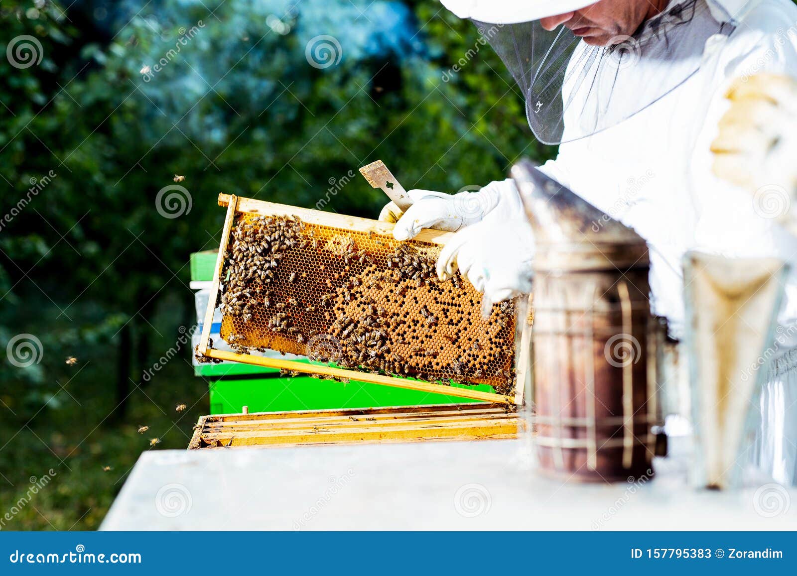 Beekeeper is Working with Bees and Beehives on the Apiary. Stock Image ...