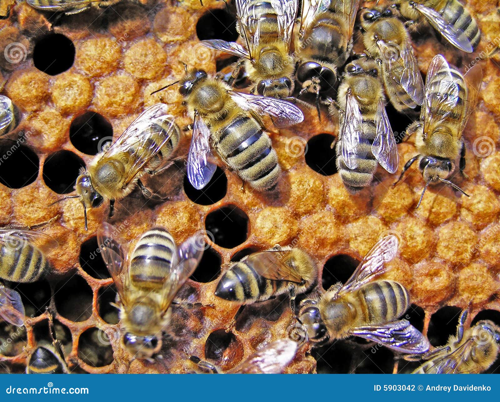 Young bees. stock photo. Image of family, generation, macro - 5903042