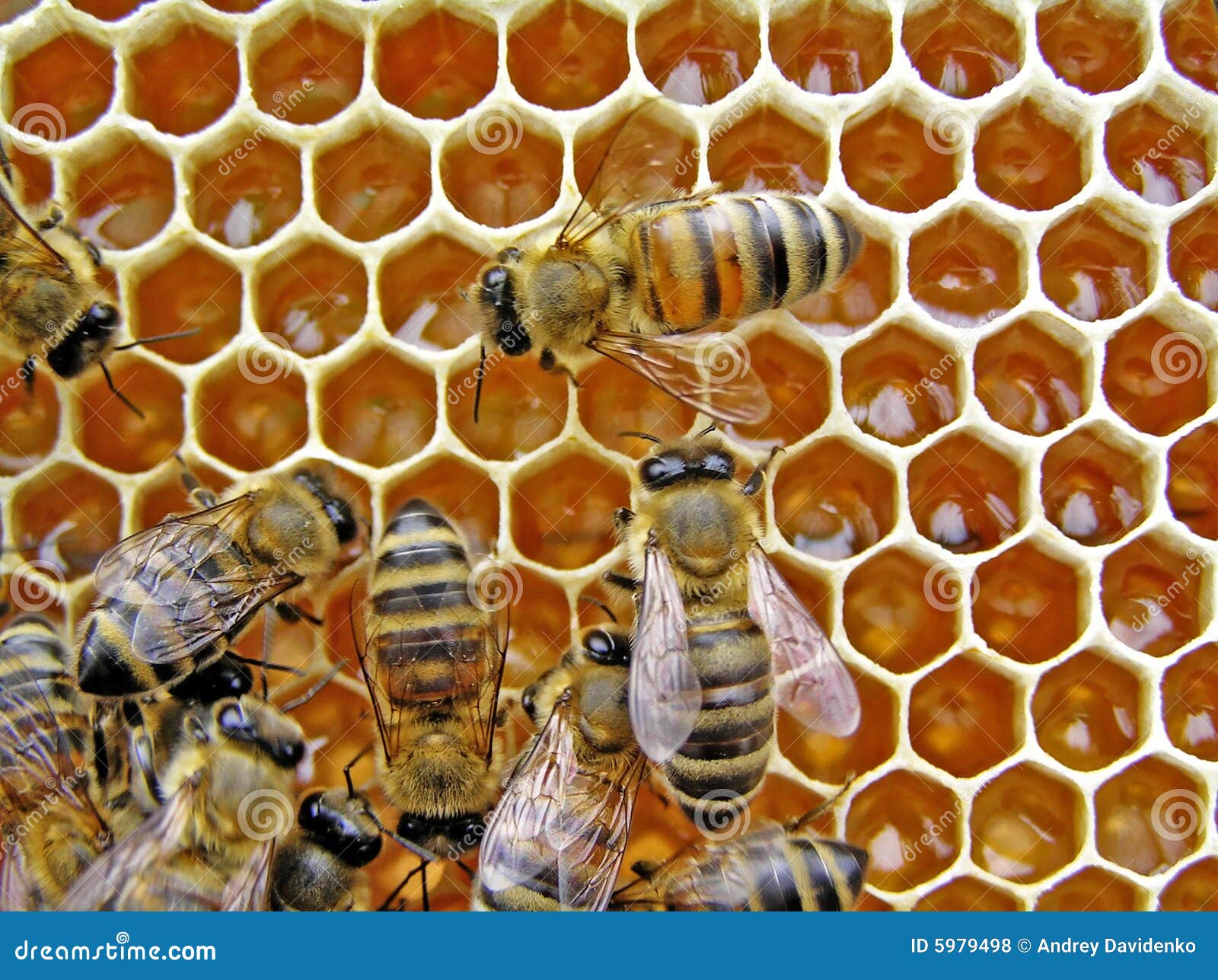 Young bees. stock photo. Image of active, mellifera, head - 5979498