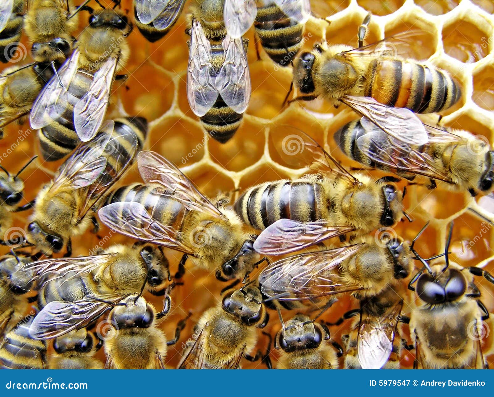 Young bees. stock image. Image of wings, hairs, honey - 5979547