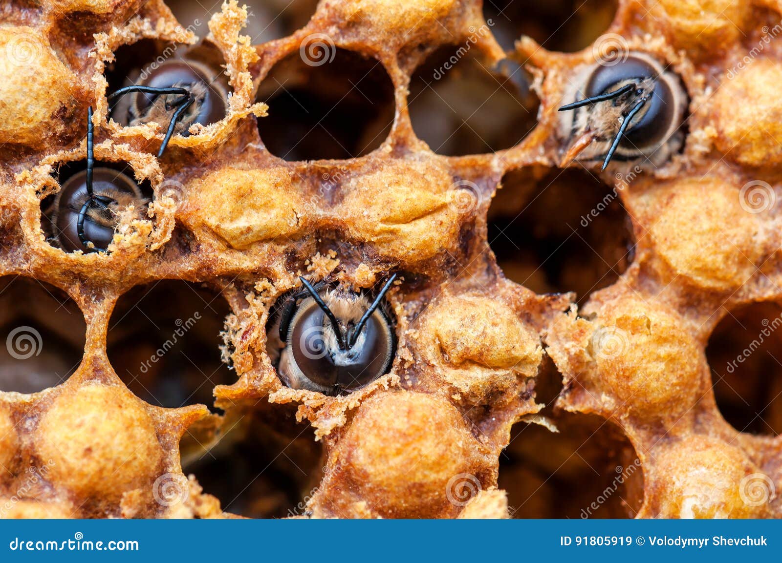 Young bees in cell stock image. Image of hornet, hexagon - 91805919
