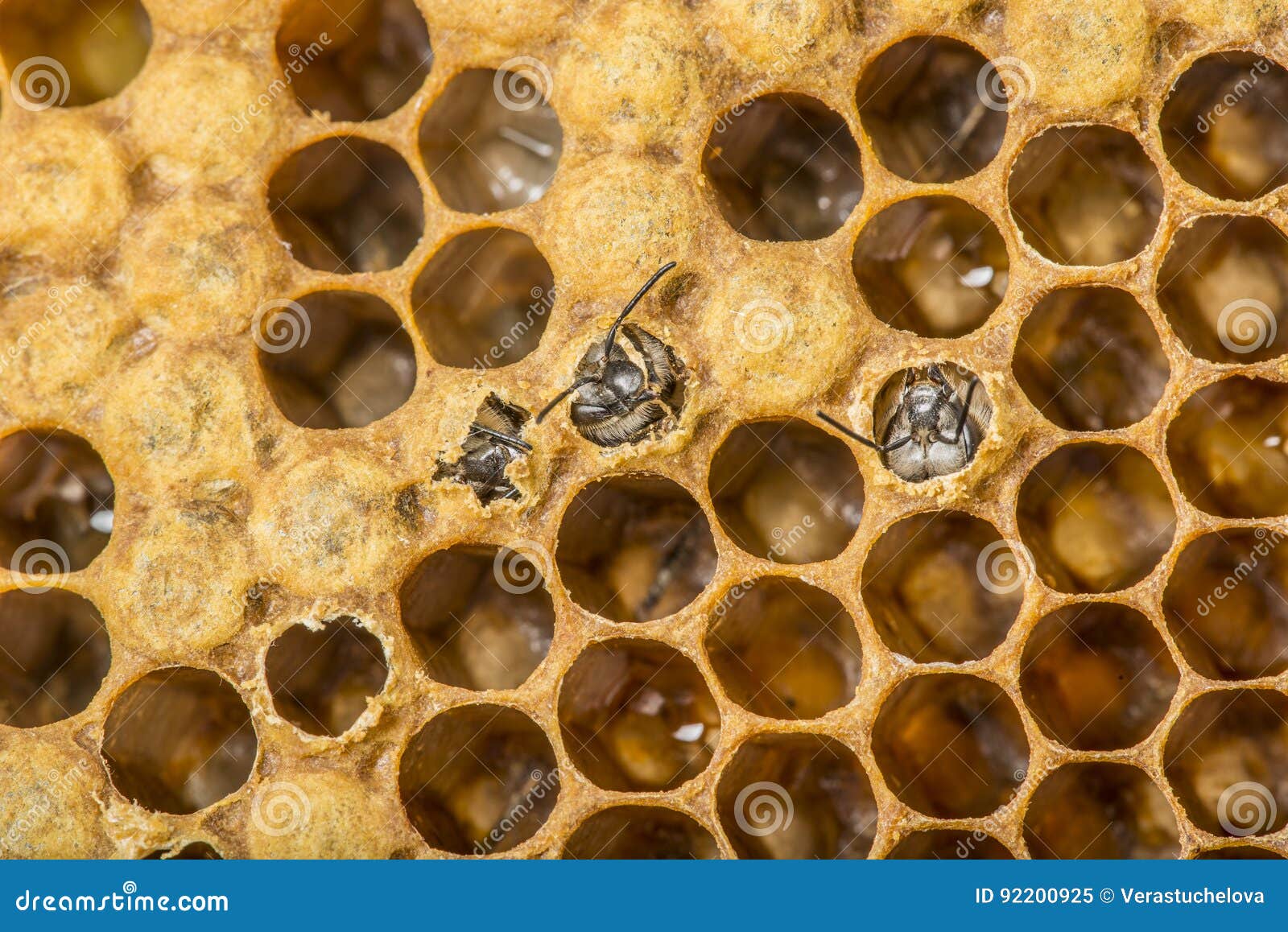 Young bees stock image. Image of apiculture, comb, bees - 92200925