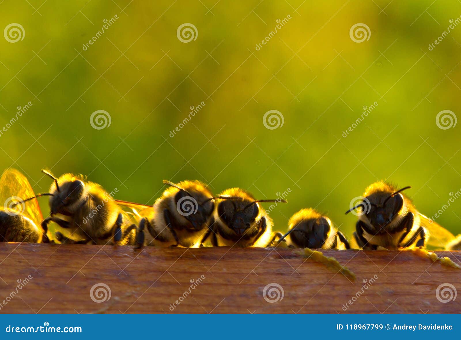 Evening Communication of Young Bees Stock Image - Image of movement ...