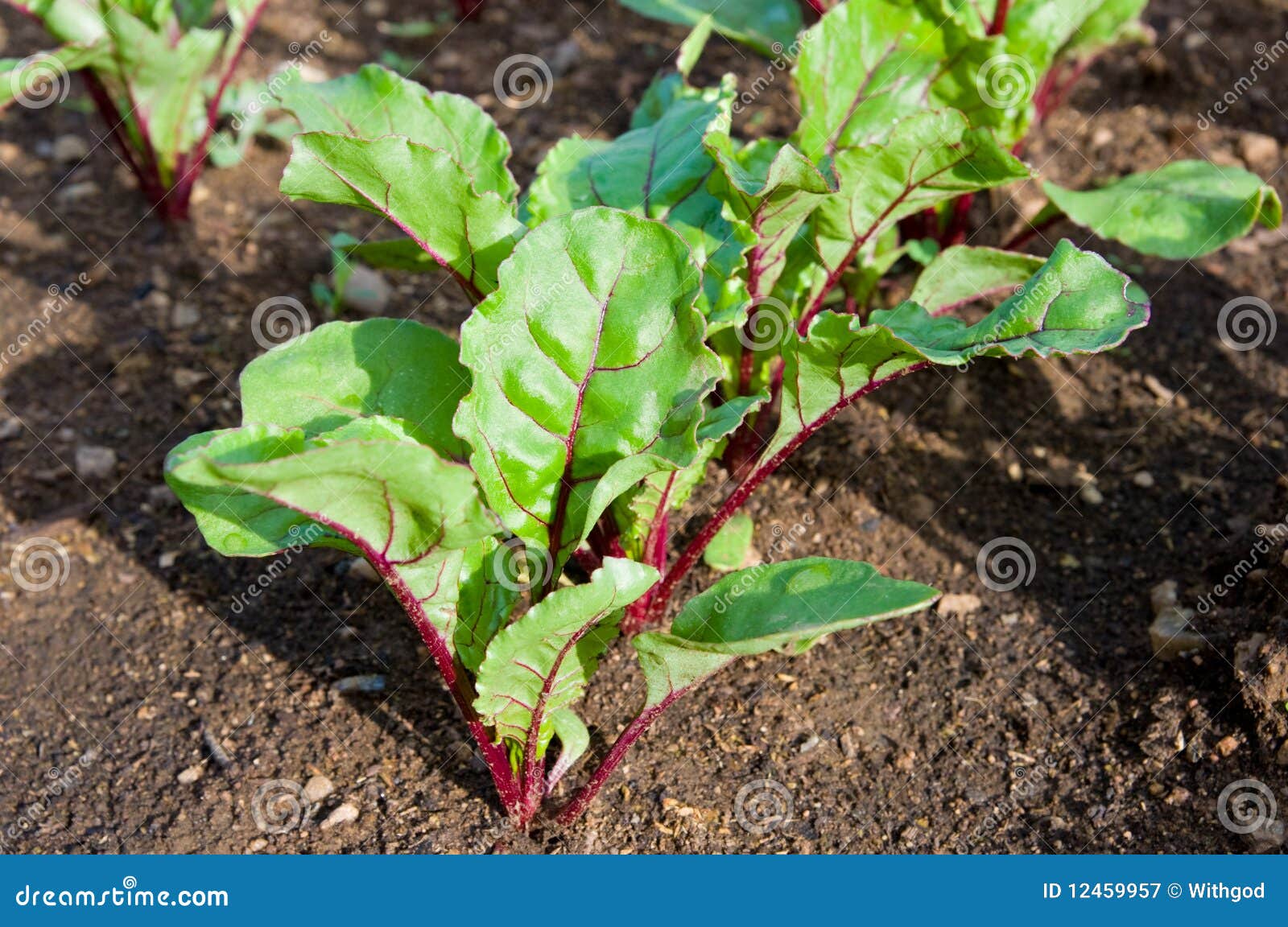 Young beet stock image. Image of shallow, green, sector - 12459957