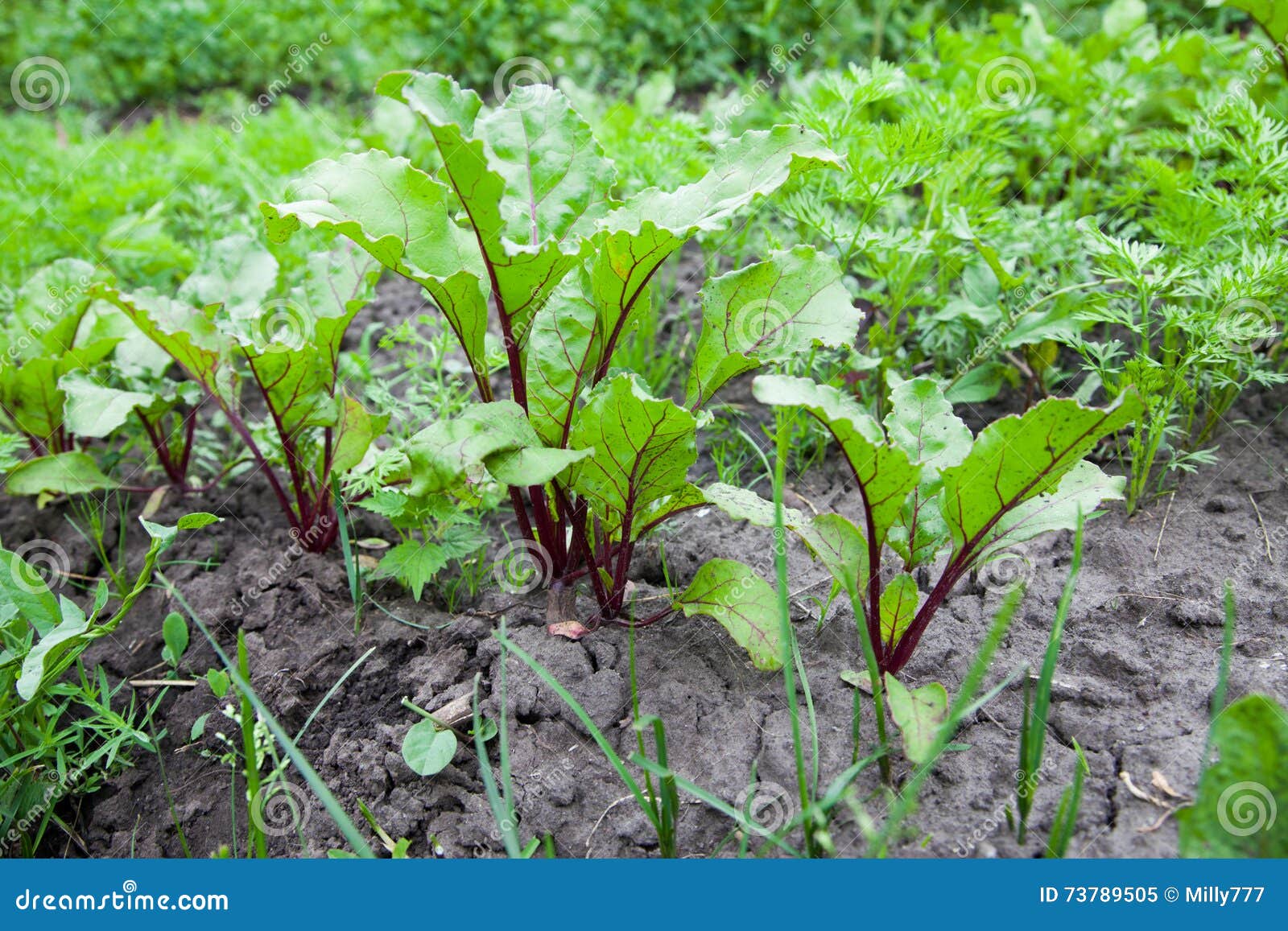 Young beet growing stock image. Image of growth, field - 73789505