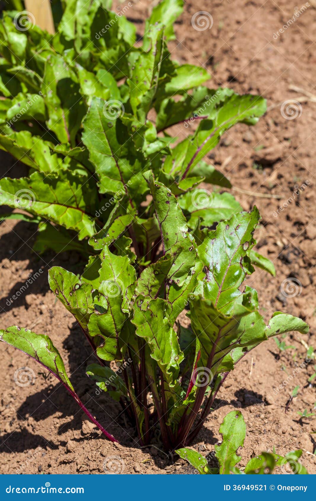 Young Beet Plants stock image. Image of home, freshness - 36949521
