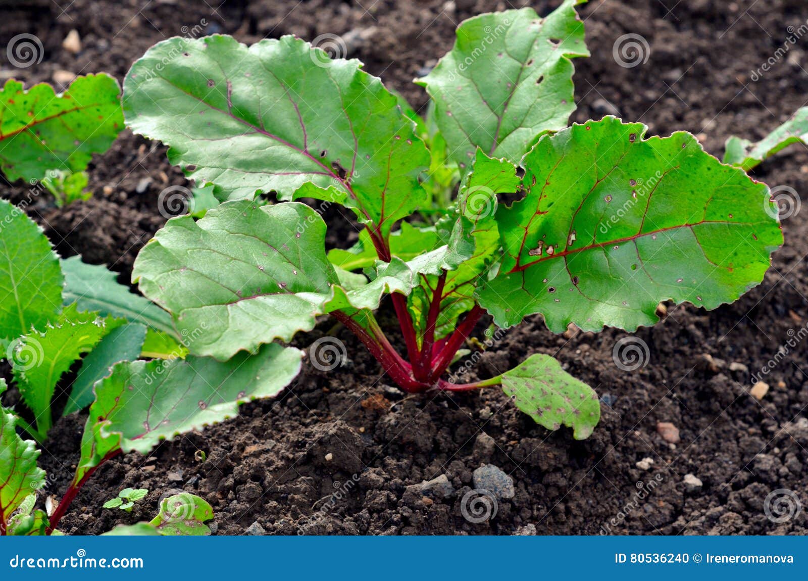 Young Beet Sprouts on a Bed. Stock Photo - Image of farm, branch: 80536240