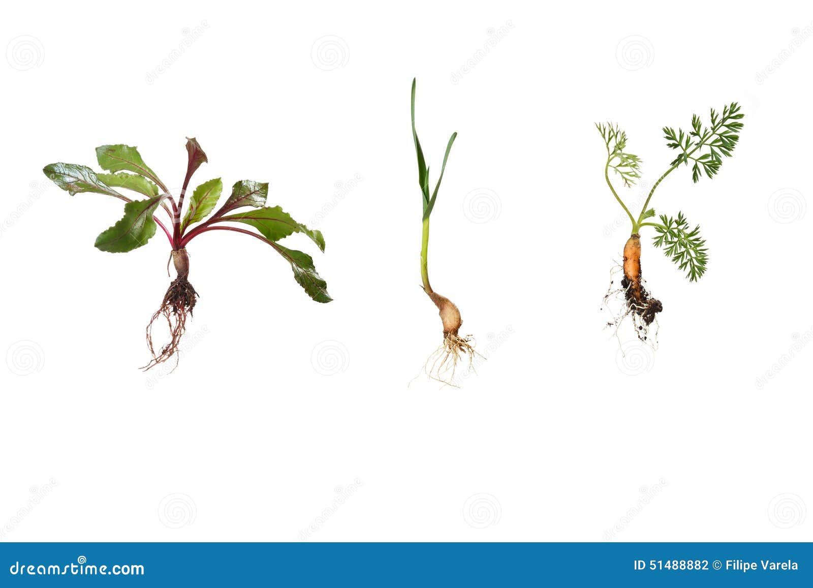 Young Beetroot, Garlic, Carrot in Early Growing Stages Stock Photo ...