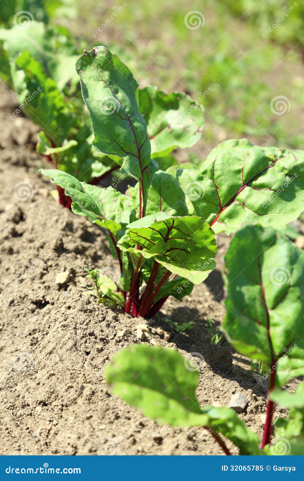 Young beetroot stock image. Image of leaf, branch, farm - 32065785