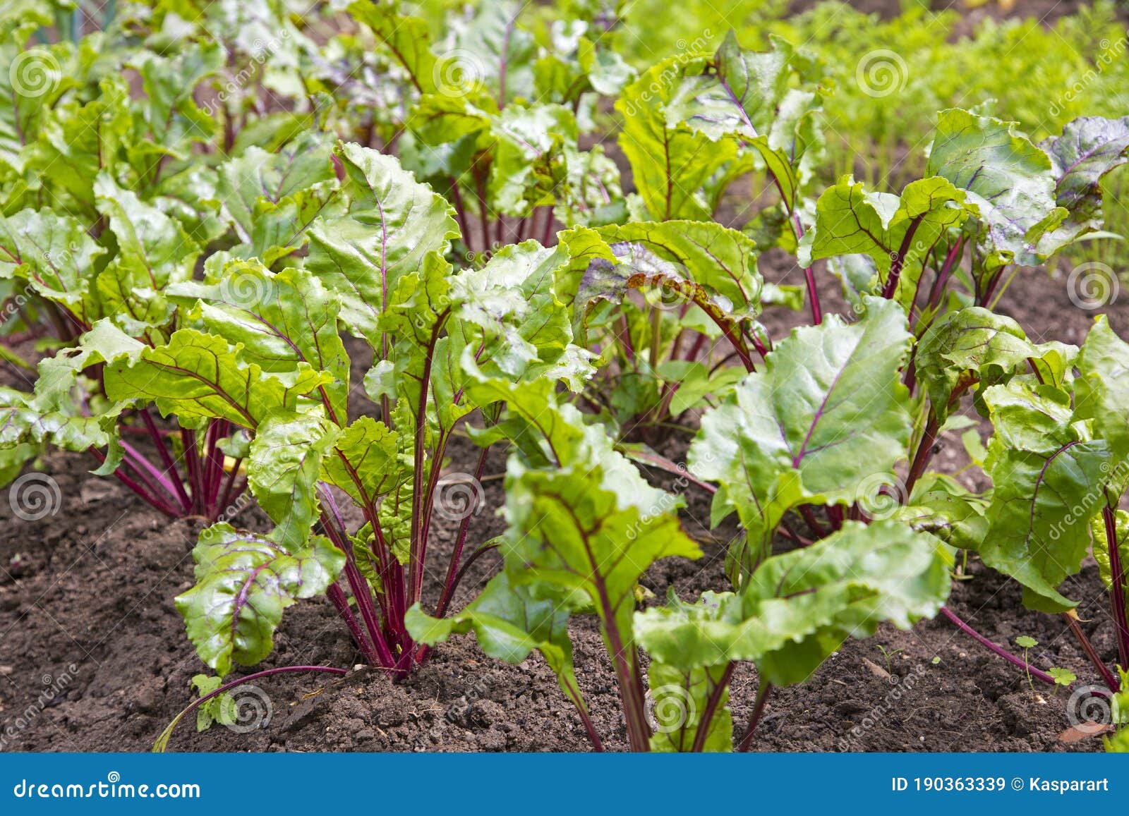 Beetroot Plant Growing In Black Earth, Organic Farming, Rows In The ...