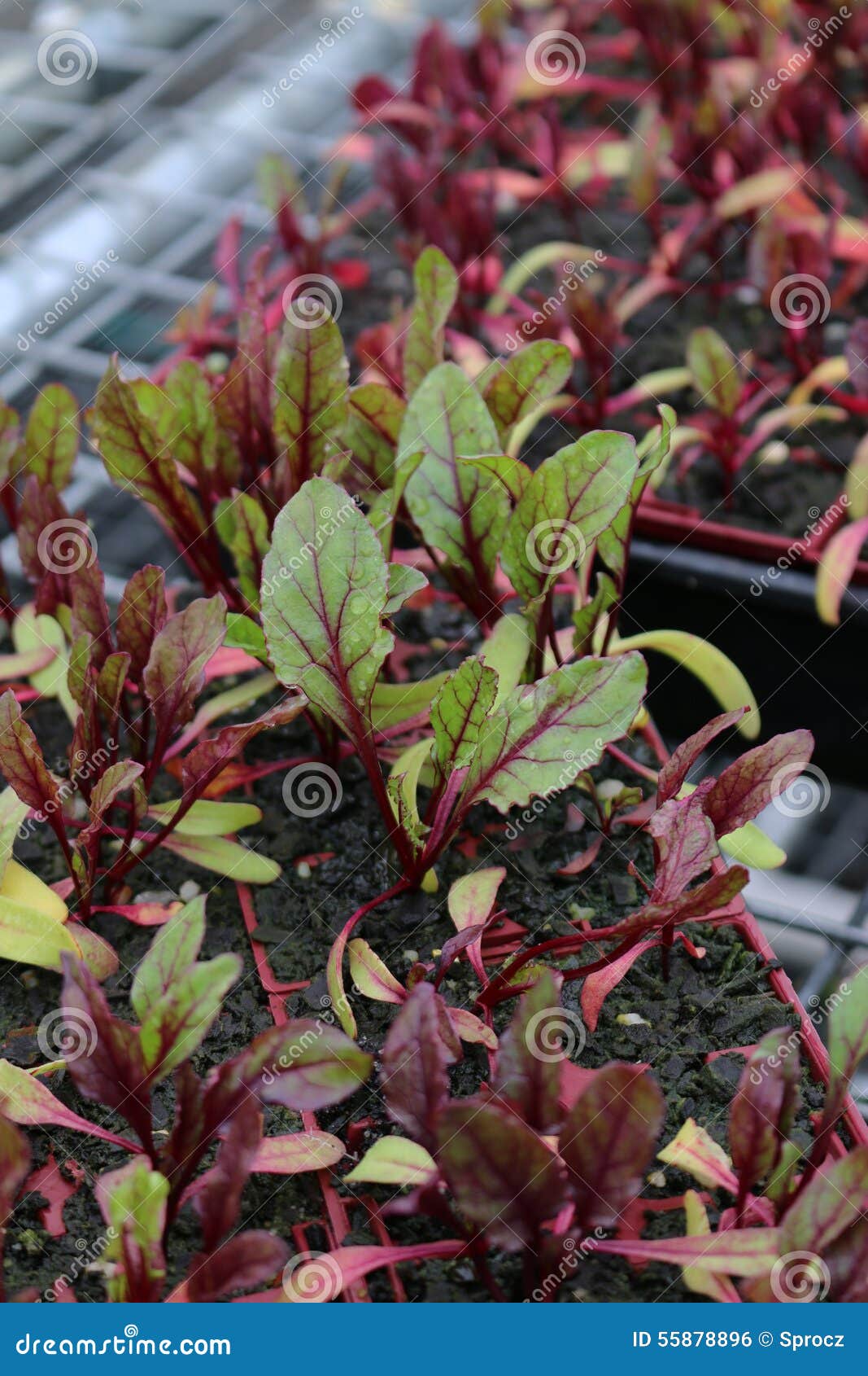 Young Beetroot Plants stock photo. Image of salad, food - 55878896