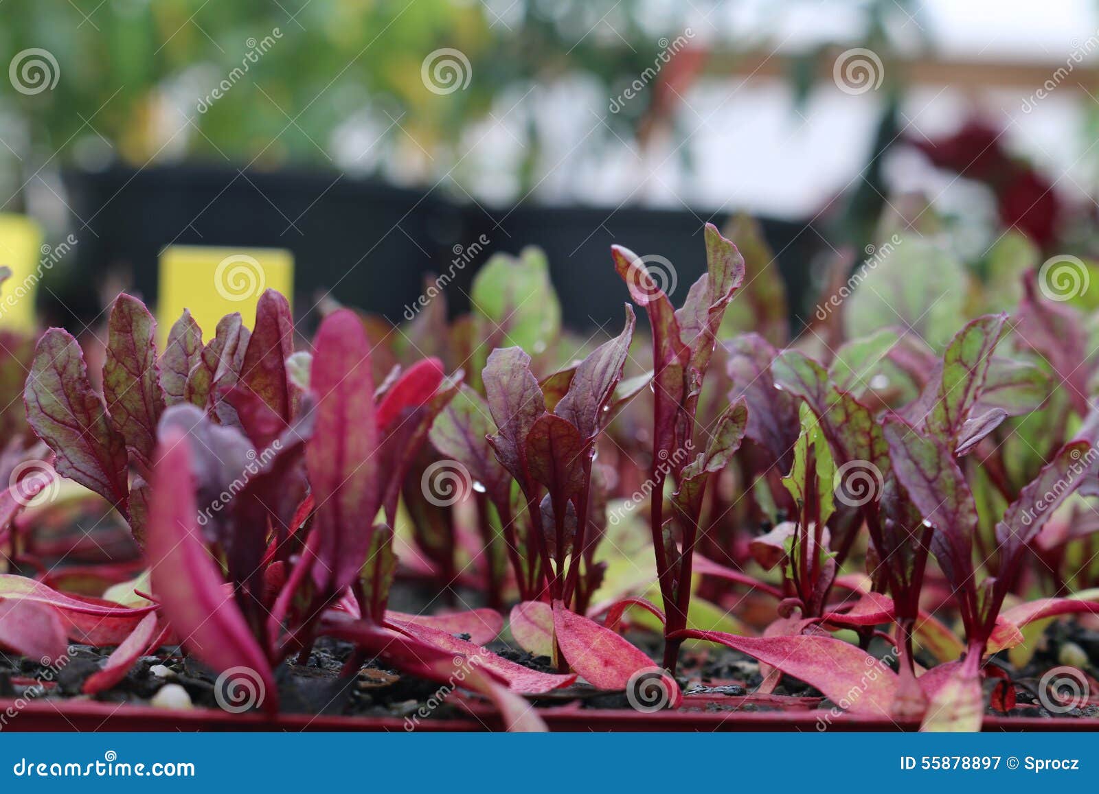 Young Beetroot Plants stock image. Image of early, agriculture - 55878897