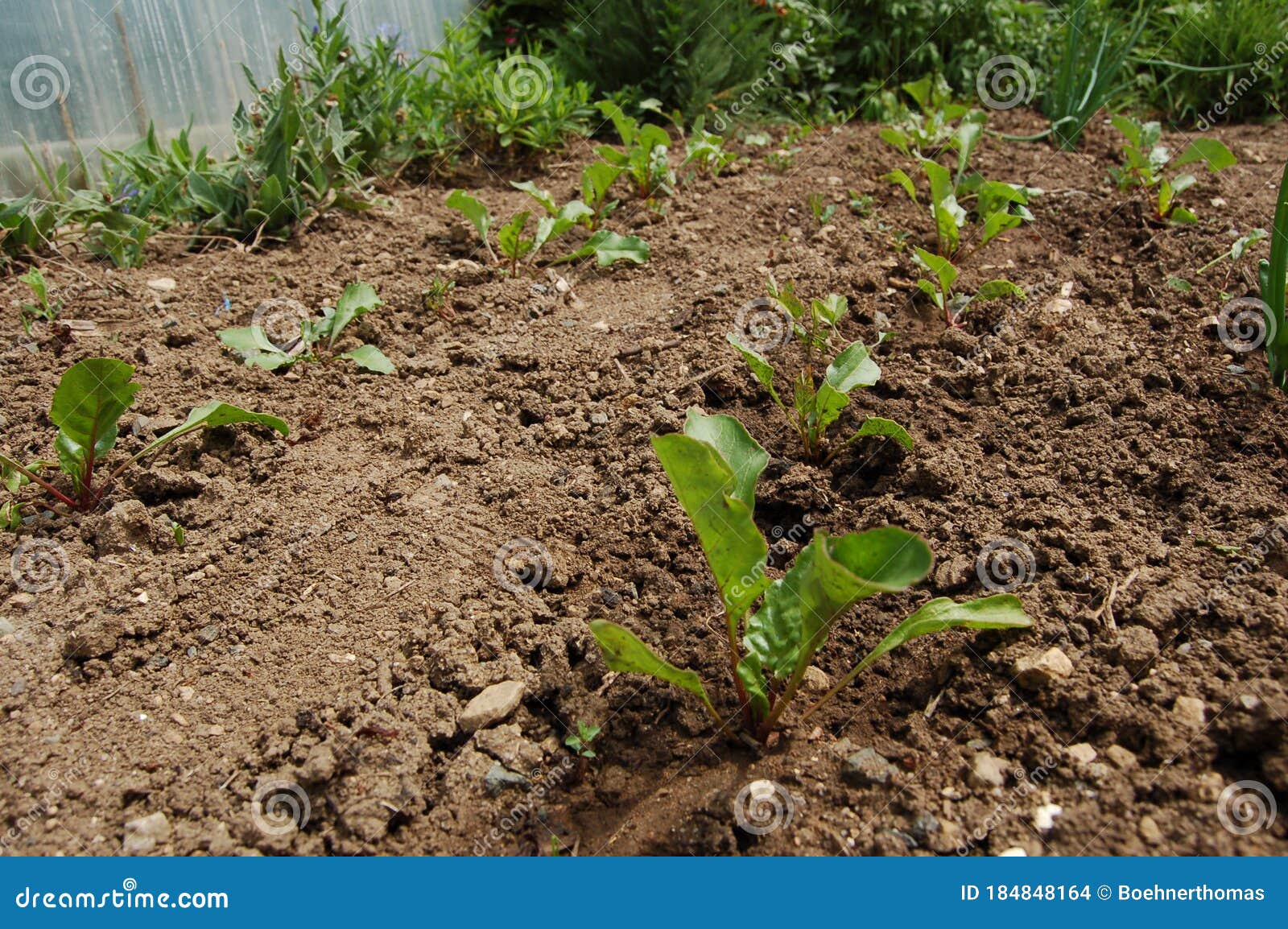 Young Beetroot Seedling Plants Growing in Rows Stock Photo - Image of ...