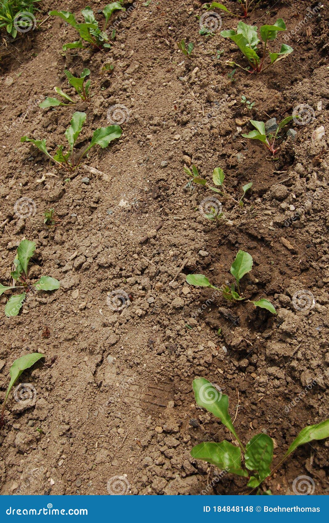 Young Beetroot Seedling Plants Growing in Rows Stock Photo - Image of ...